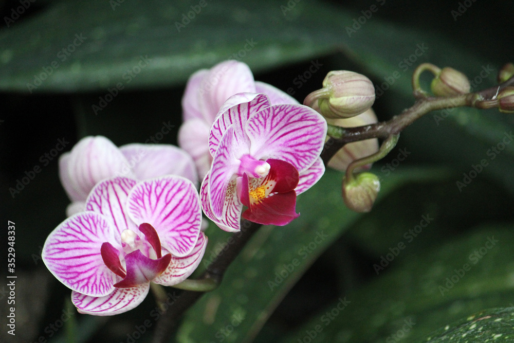 Orchid species Vanda, found in India, the Himalayas, Southeast Asia ...