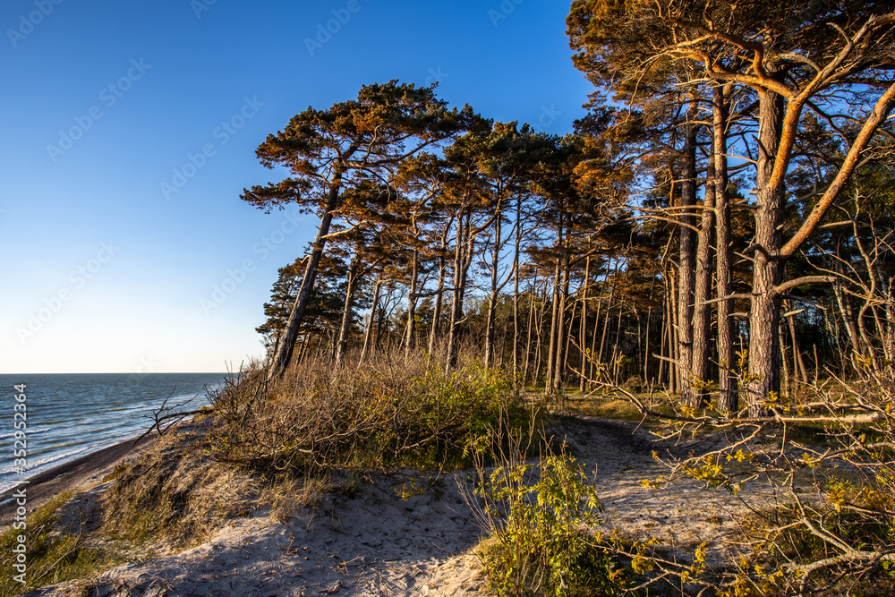 Pine trees on the edge of dune bluff at Karkle beach, beautiful seaside ...