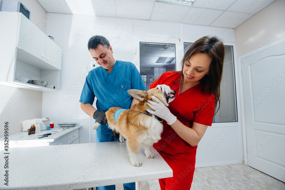 In a modern veterinary clinic, a thoroughbred Corgi dog is examined ...