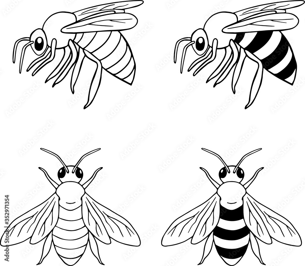 Bee Outline Drawing - Vector Illustration Stock Vector | Adobe Stock
