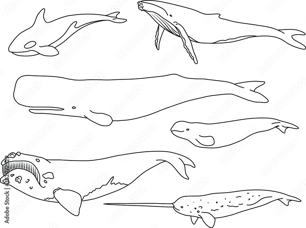 Whale Outline Drawing - Vector Illustration Stock Vector | Adobe Stock