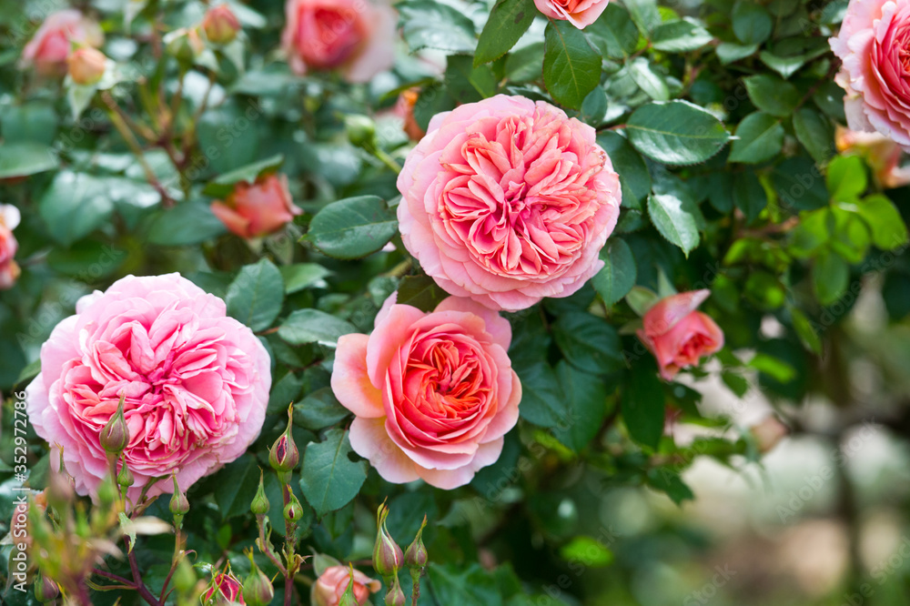 Nostalgic Hybrid Tea Rose Chippendale. Beautiful bush of yellow pink ...