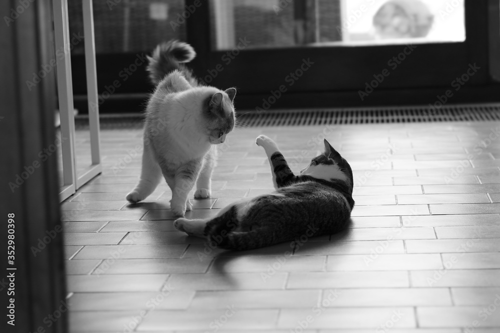 cat fight Stock Photo | Adobe Stock
