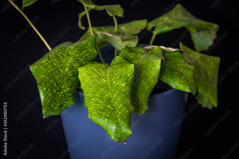 Beautiful calathea network (calathea musaica) houseplant in a blue pot ...
