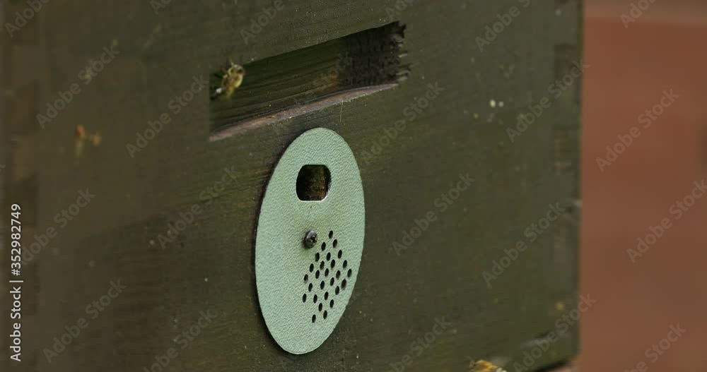 Detail of crowded gate into wooden bee hive. Bees arriving with legs ...