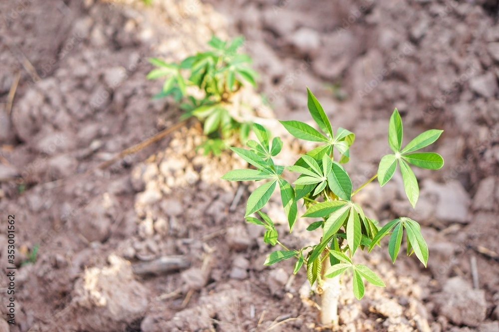 Cassava planting area of Thai farmers in rural areas. Thai farmers earn ...