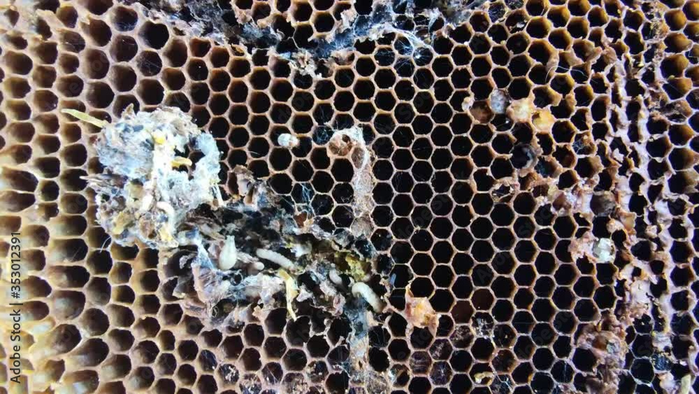 Big and small larvas of wax moth raising in old honeycombs,close up ...