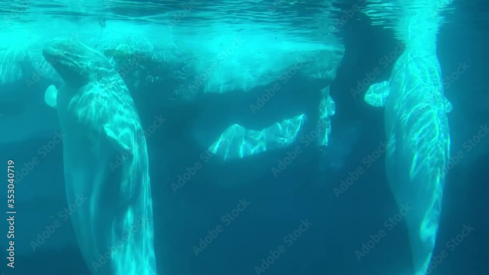 White beluga whale facing the camera and swooping down below the ...