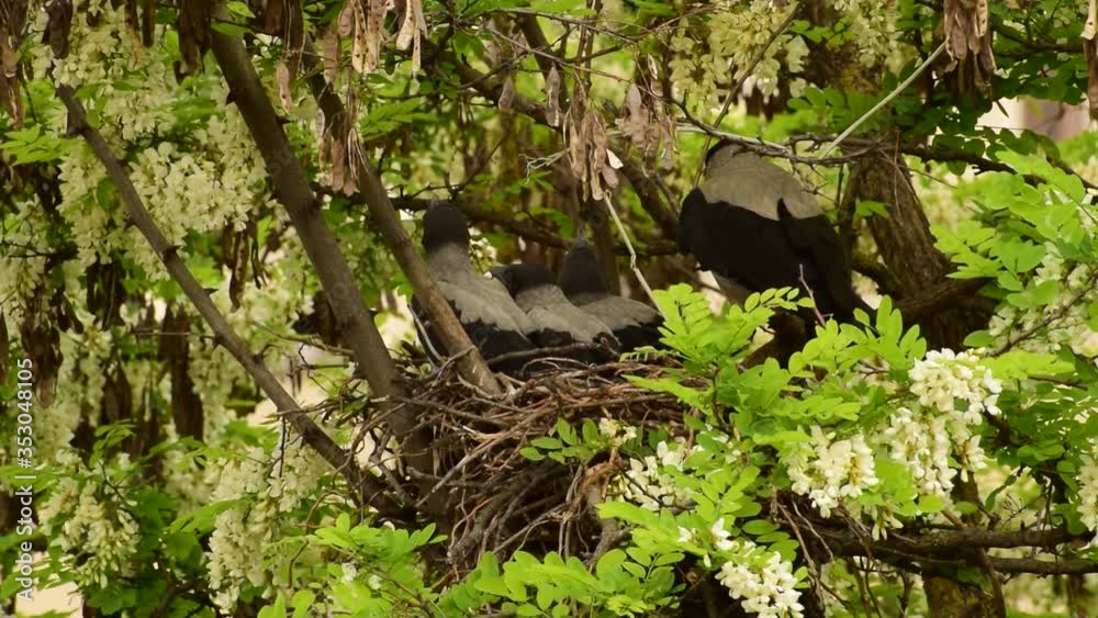 Close-up of young fledged spring chicks and a female crow Corvus cornix ...