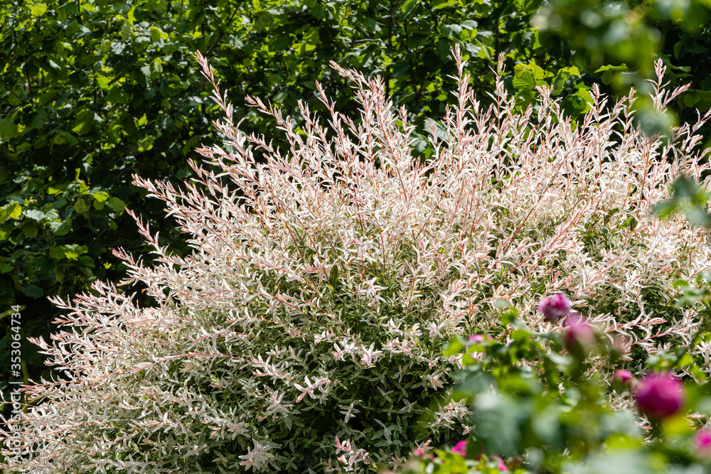 Japanese willow Salix integra Hakuro-Nishiki in landscaped garden ...