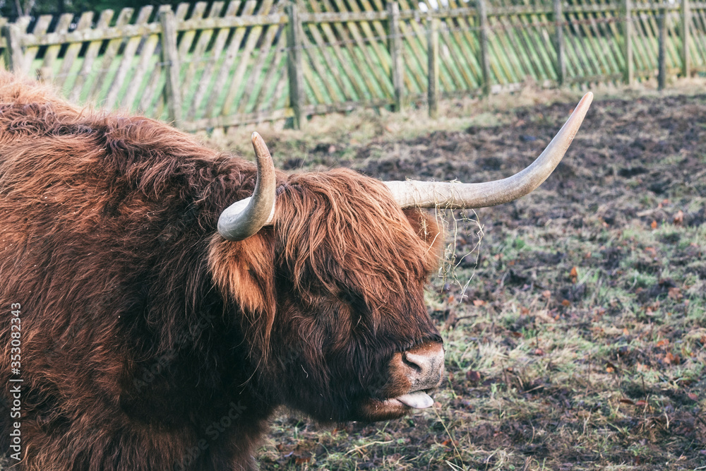 Highland cattle (cow) also called long-haired Highland cow, hairy cow ...