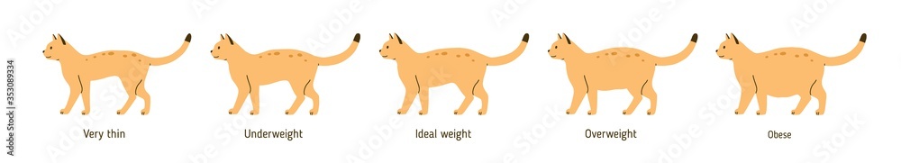 Set of cat body condition vector flat illustration. Colorful cute pet ...