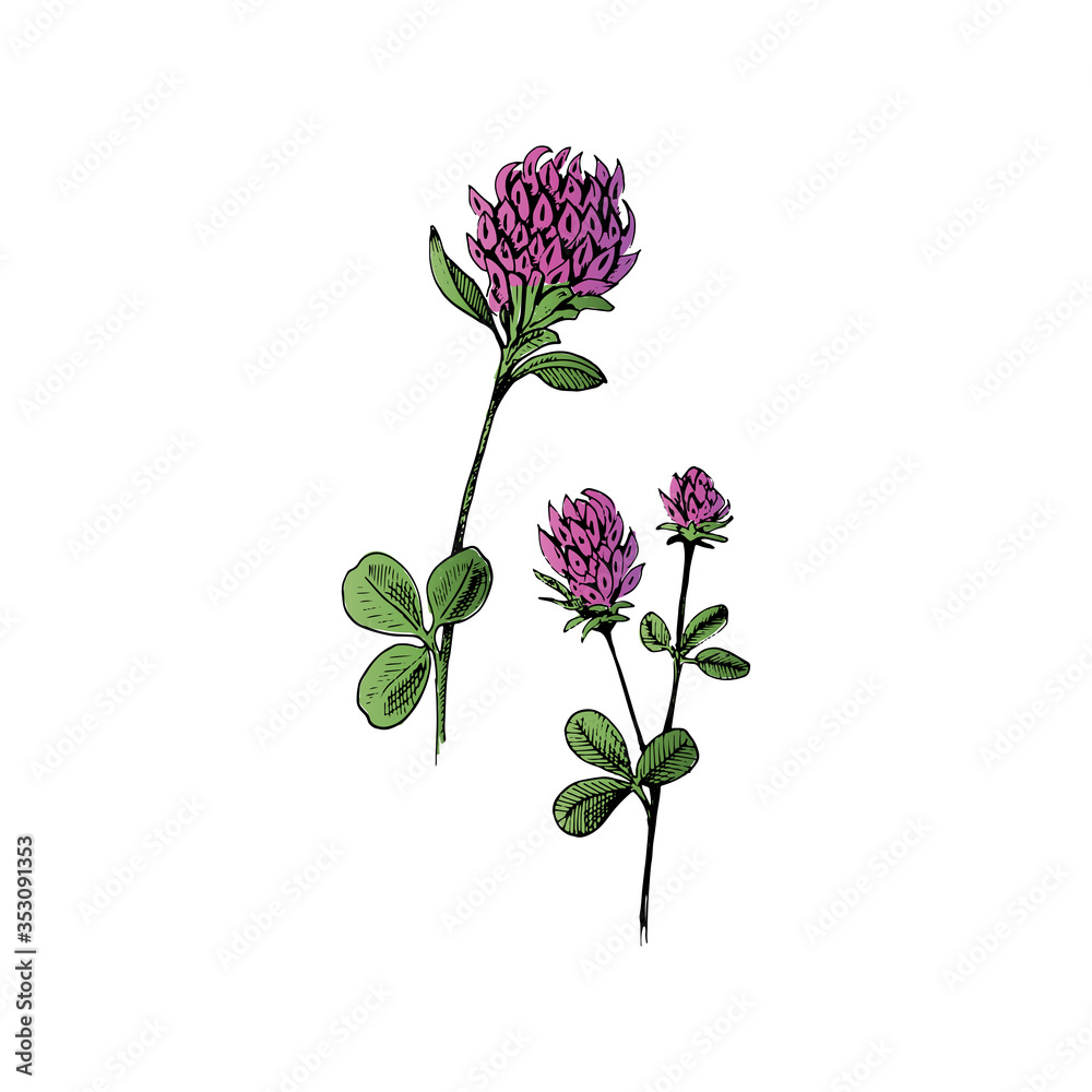 Clover flowers. Hand painted two flowers of clover with leaves ...
