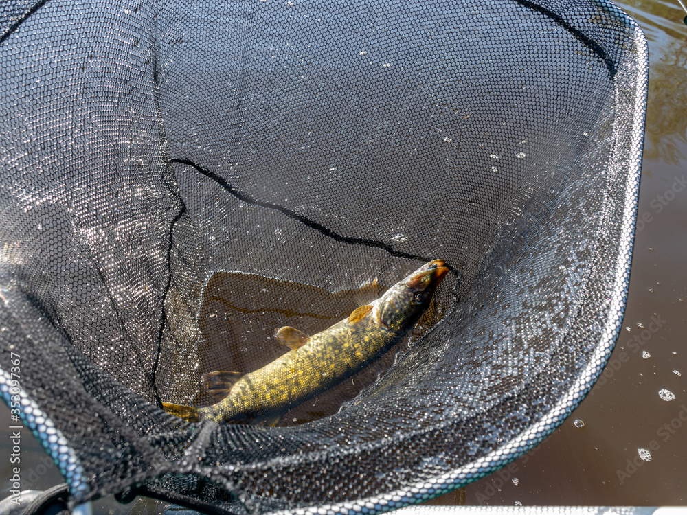 European Pike