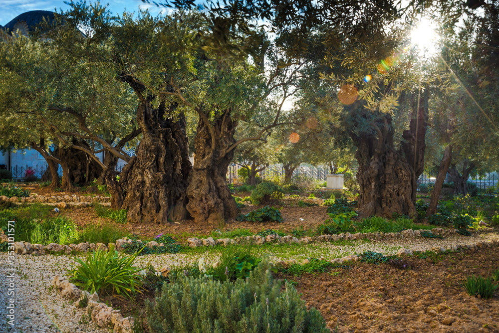 Garden Of Gethsemane