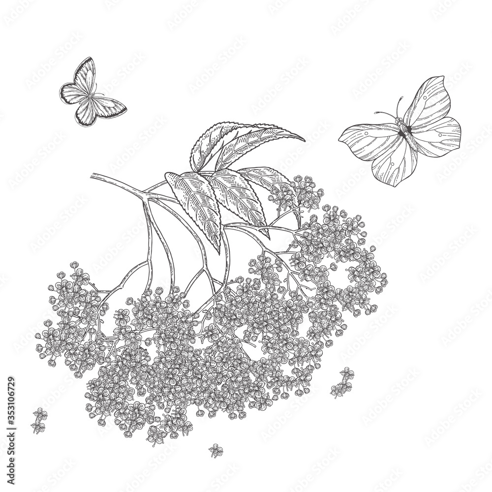 Elder branch. Sambucus, elderflower or elderberry blossom. Vector ...
