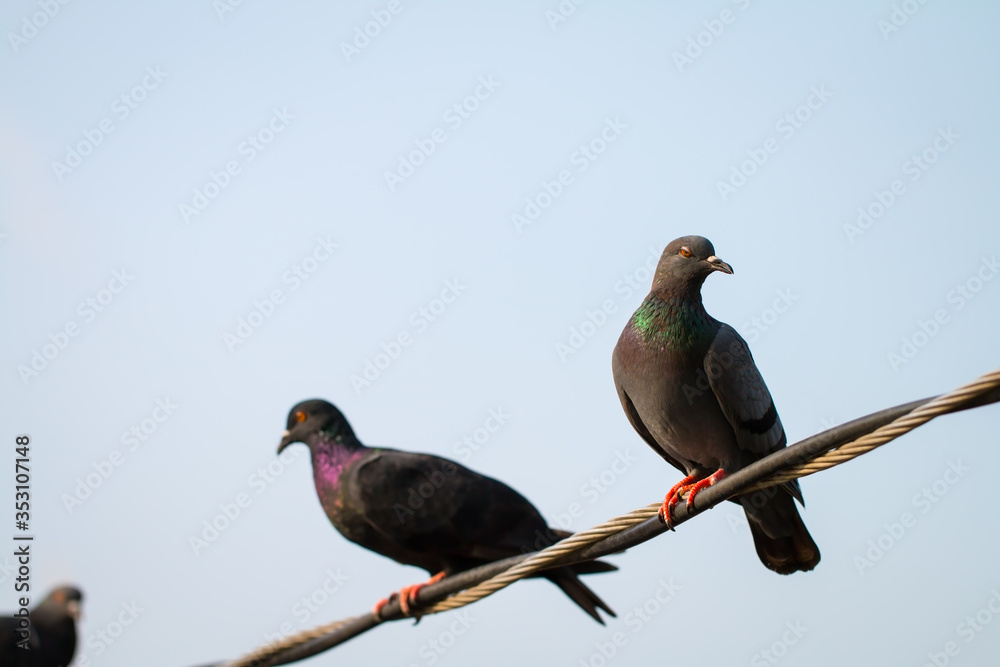 Many Pigeon or Columba livia eyes are staring at the camera with red ...