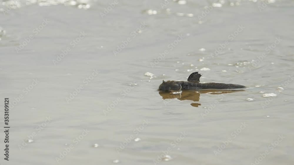 Mudskipper in Water single fish moves along with its fins in a walking ...