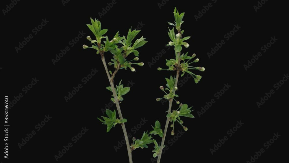 Time-lapse of blooming cherry tree (Prunus cerasus) branch 7c1 in PNG+ ...