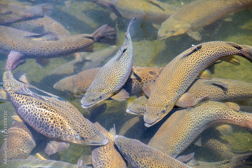 Foto de School of large Rainbow Trout congregating in an industrial ...