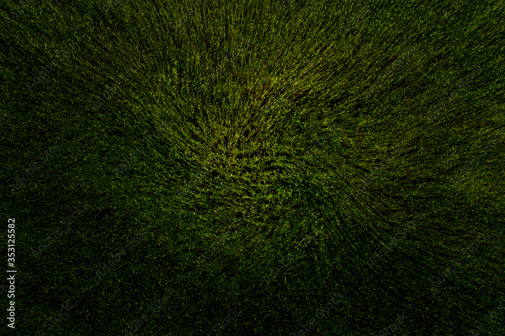 Top-down picture of the dark green field of grain shot from the drone ...