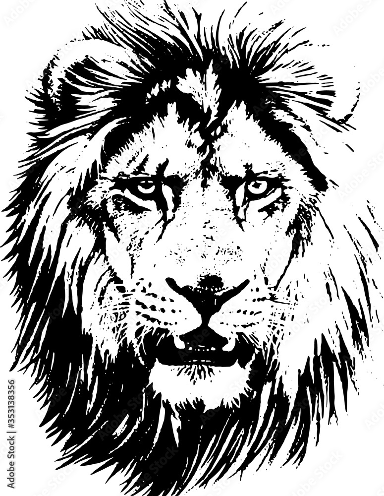 Hand drawn wild animal. Lion. Vector isolated on a transparent ...