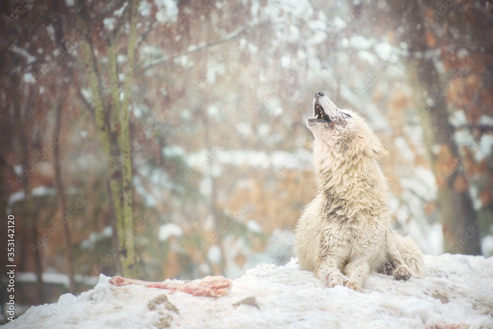 Howling arctic wolf with bone lying on snowy ground in Zoo Brno. Also ...
