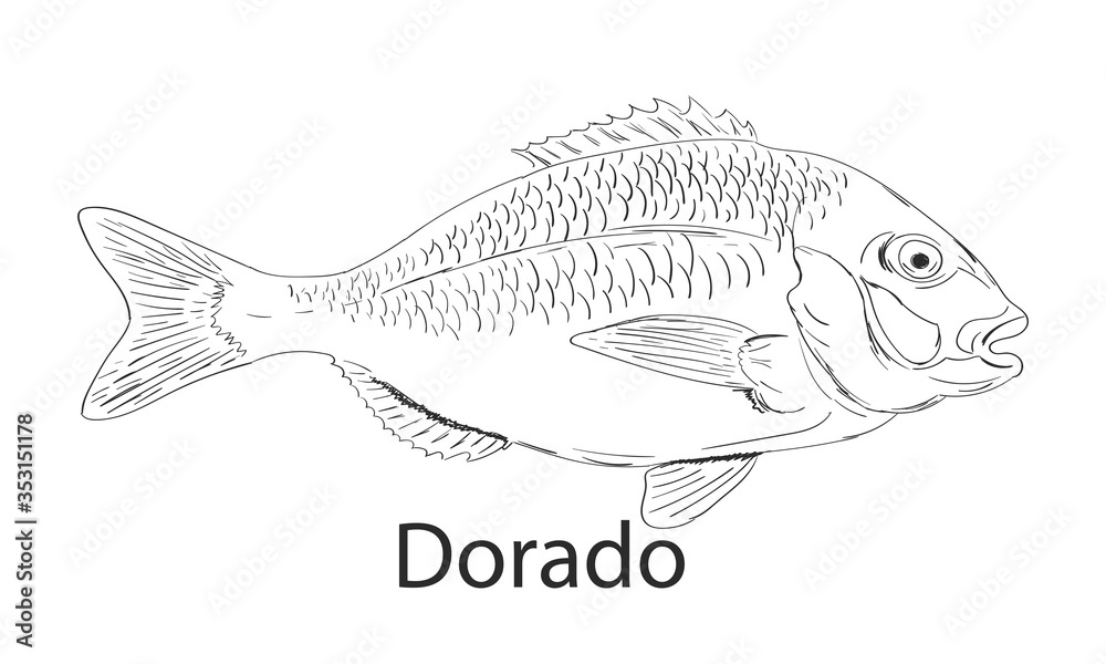 Dorado fishing doodle logo. Dorado fish doodle club emblem. Fishing ...