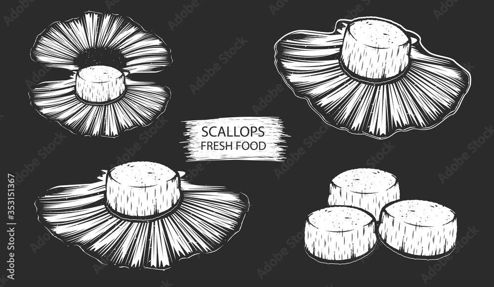 Scallops isolated vector illustration. Clams seafood background ...