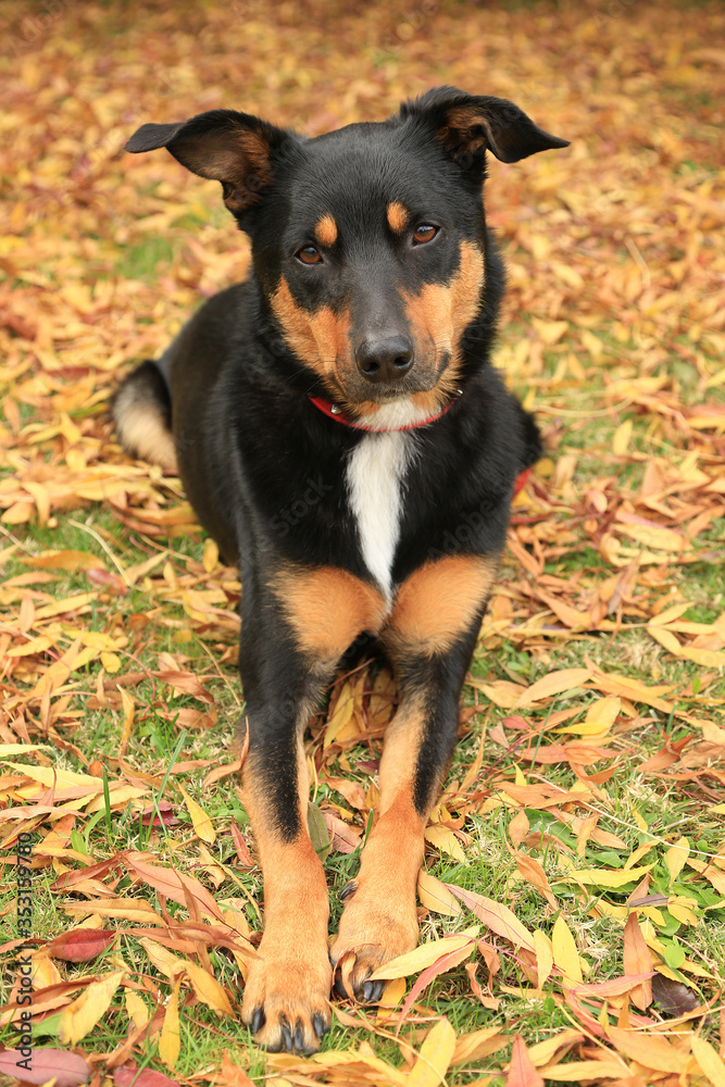Beautiful tricolour Kelpie (Australian breed of sheep dog) resting on ...