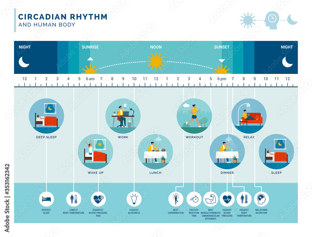 Circadian rhythm and daily activities Stock Vector | Adobe Stock