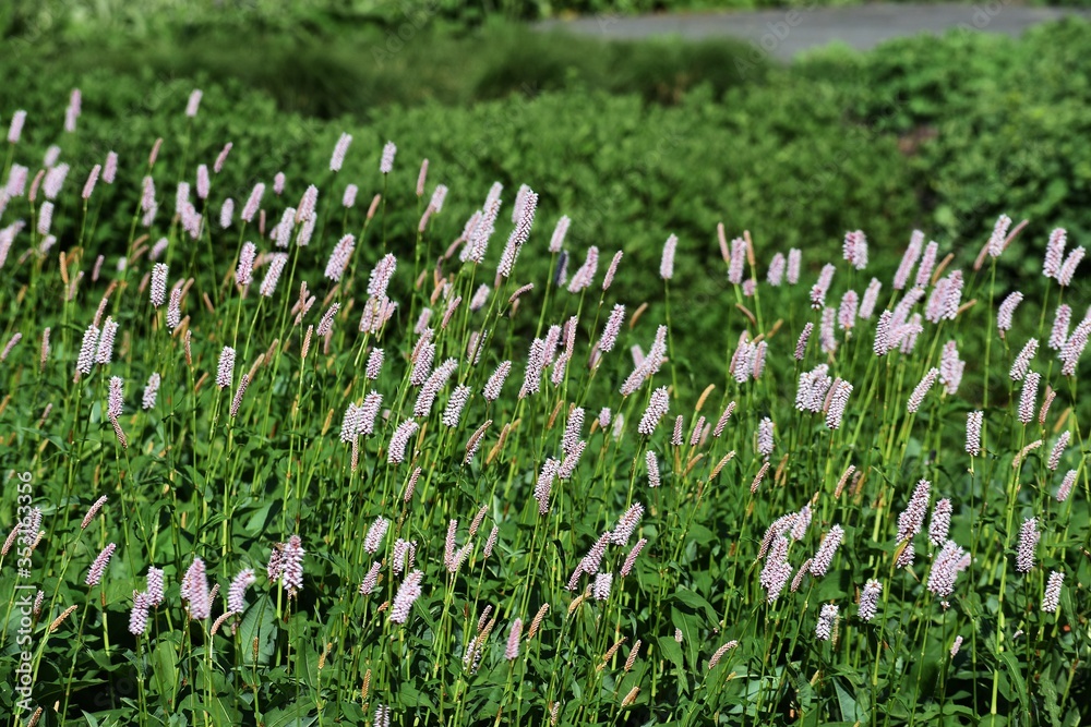 Flowers of Bistorta officinalis known as bistort, in the garden. Stock ...