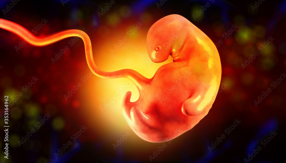 3d Digital illustration of a HUMAN EMBRYO IN UTERUS Stock Illustration ...