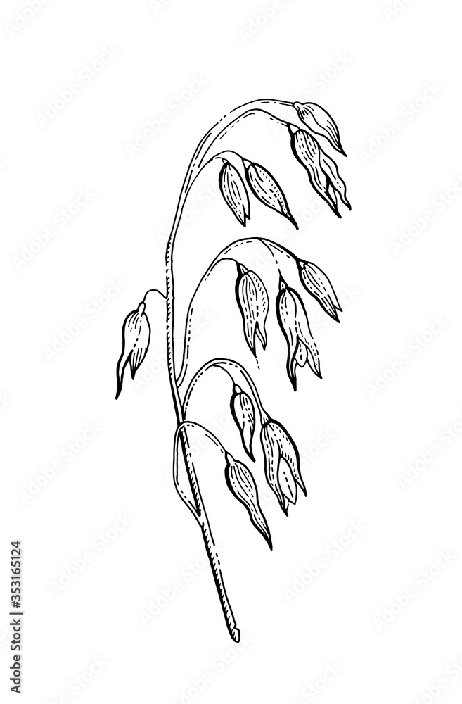 Oats sketch icon. Engraved oatmeal. Line sketch for porridge, muesli ...