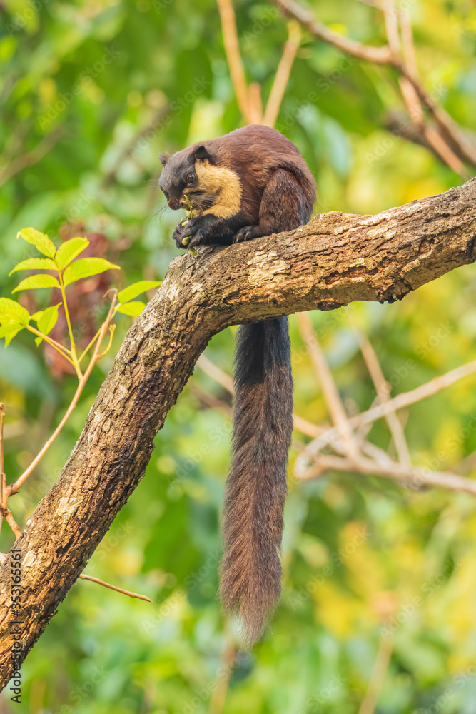 selective focus image of an Indian giant squirrel also known as Malabar ...