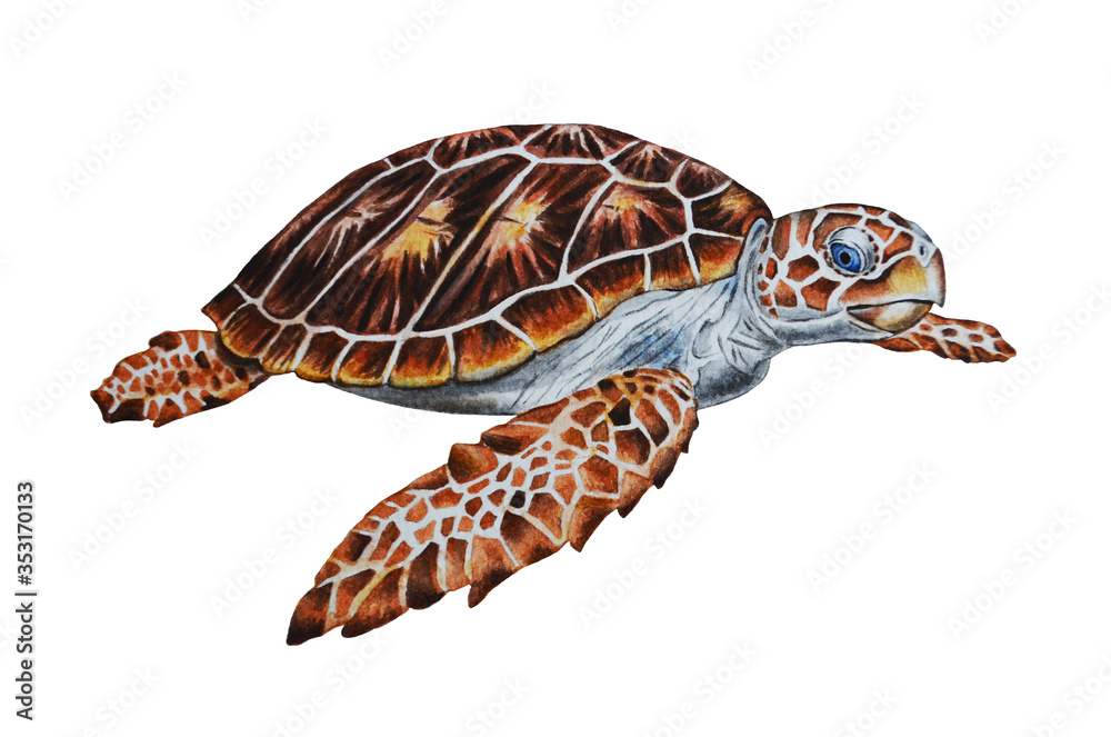 Realistic illustration of a sea turtle isolated on a white background ...