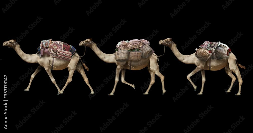 A caravan of running camels realistic animation. Isolated video ...