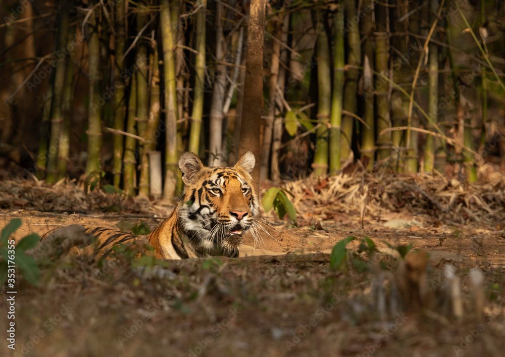 Tiger cub in a water hole at Tadoba Andhari Tiger Reserve, India Stock ...