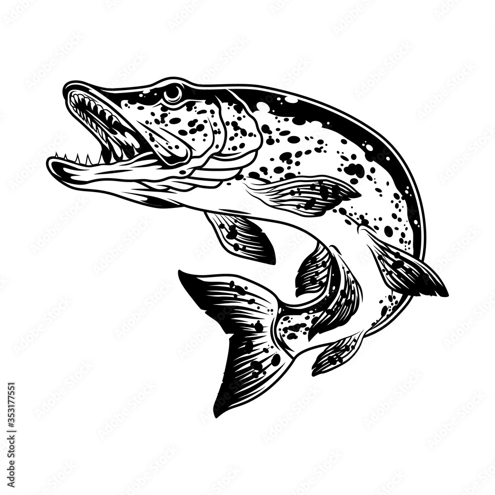 Pike Fish Drawing