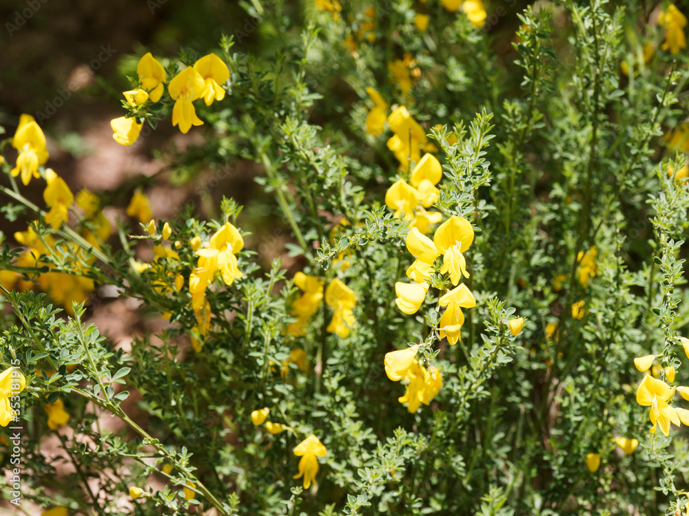 Cytisus scoparius, Common broom or Scotch broom with branch without ...