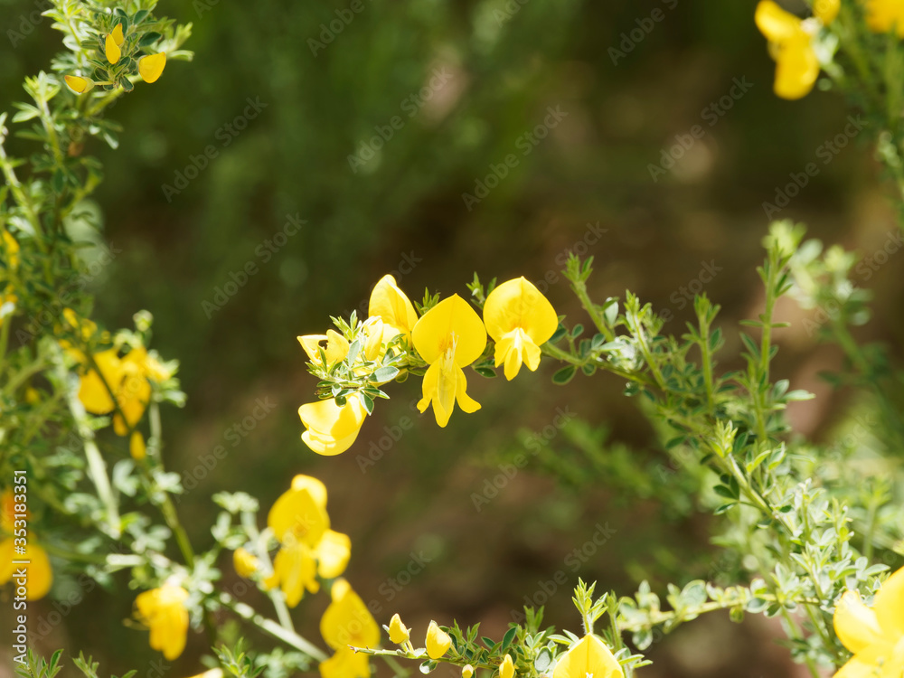 Cytisus scoparius, Common broom or Scotch broom with branch without ...