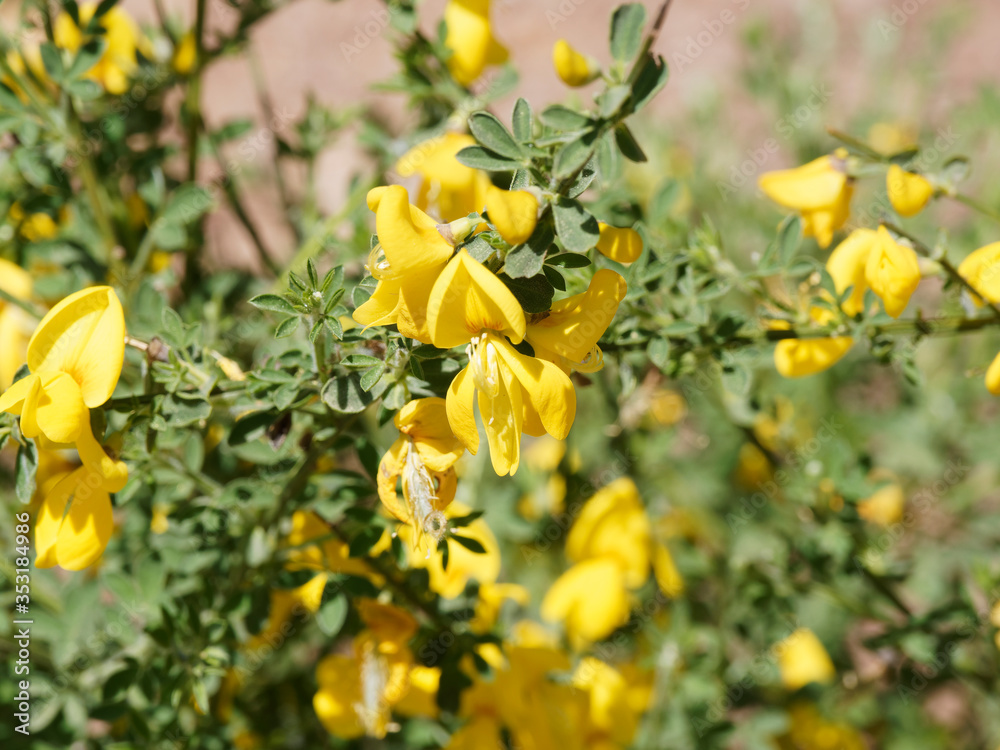 Cytisus scoparius or Common broom, attractive shrub in garden covered ...