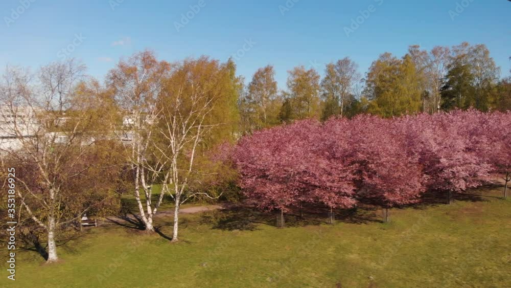 Helsinki Cherry Tree Blossom Aerial Camera Tracking Nr2 4K Prores422. Filmed at Roihuvuori ...