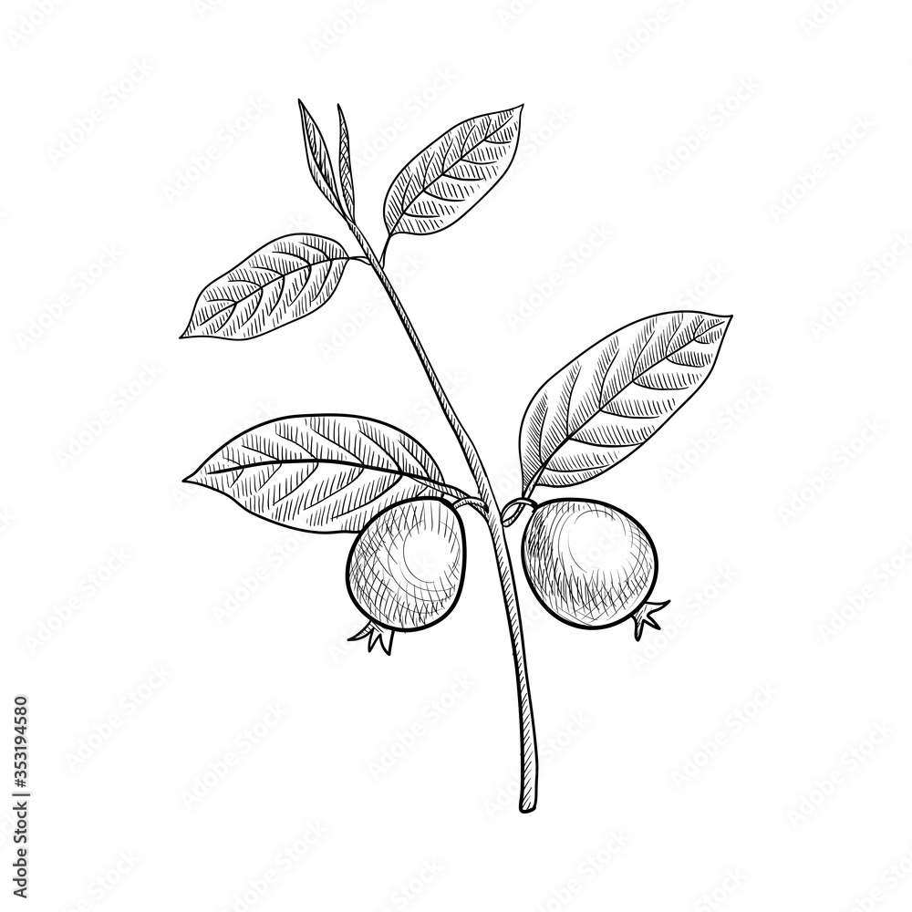 Guava Tree Clipart