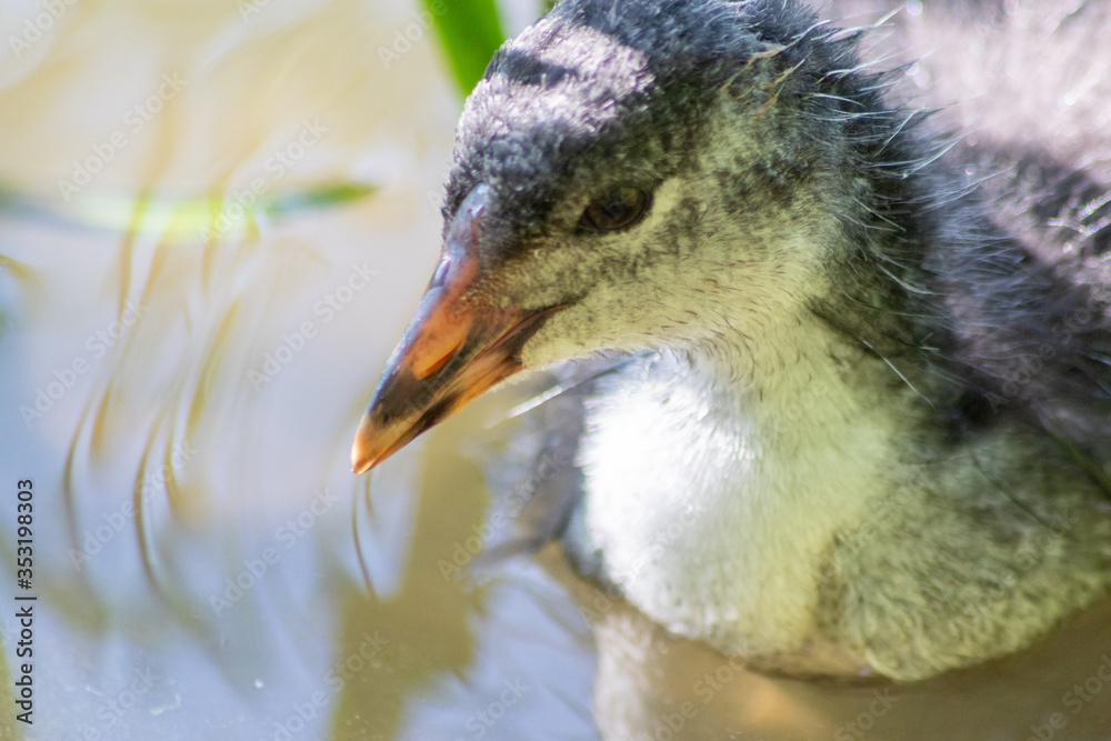 Black bald-coot young biddy from beak to beak feeding with fluffy ...