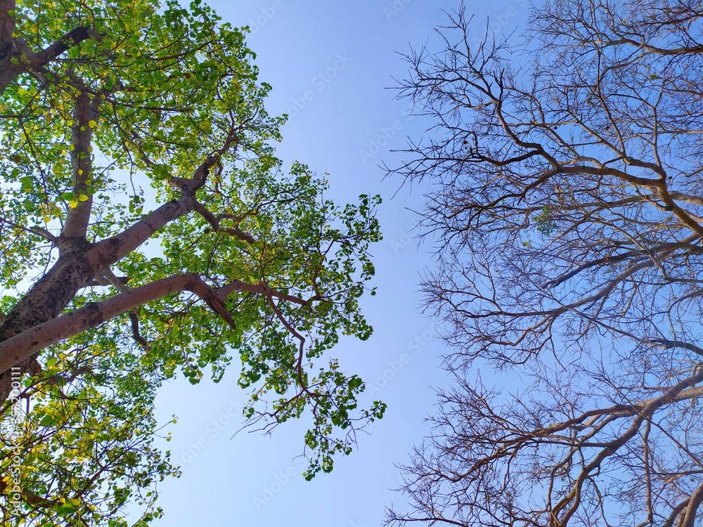 Two different tree, one side tree is green and other side tree is dry ...