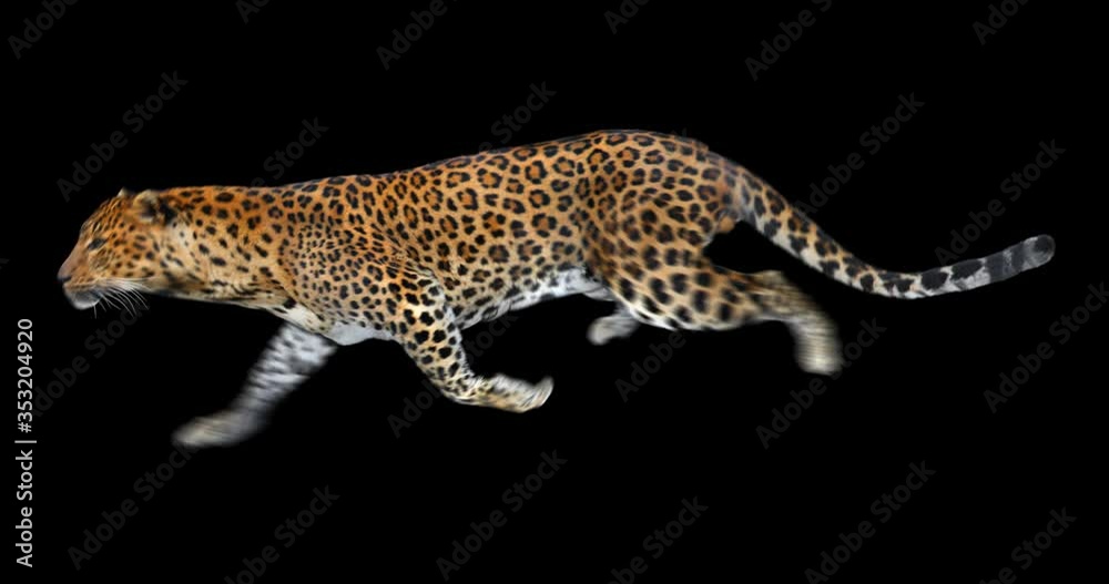 Leopard running realistic animation. Isolated Panther animal video ...