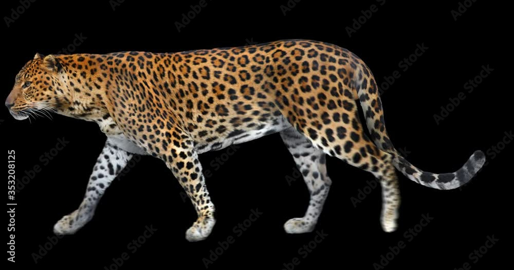 Leopard walking realistic animation. Isolated Panther animal video ...