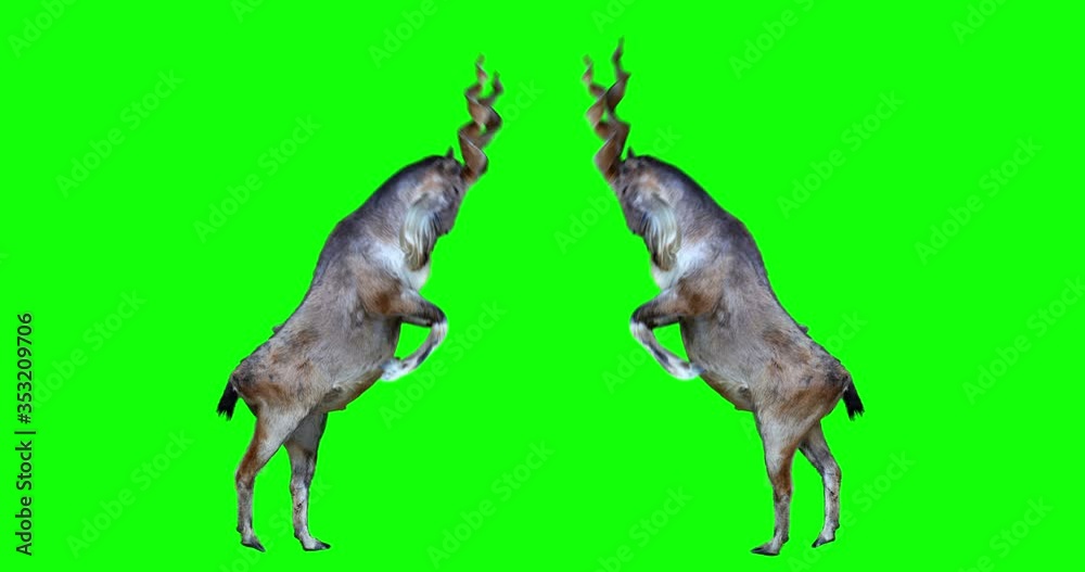 Isolated markhor fighting. Battle of the wild goats. Can be used as a ...