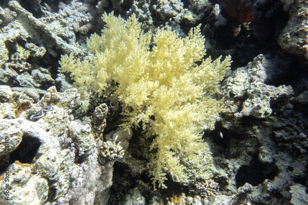 Branches of deep sea coral polyps, marine life on a ocean floor ...